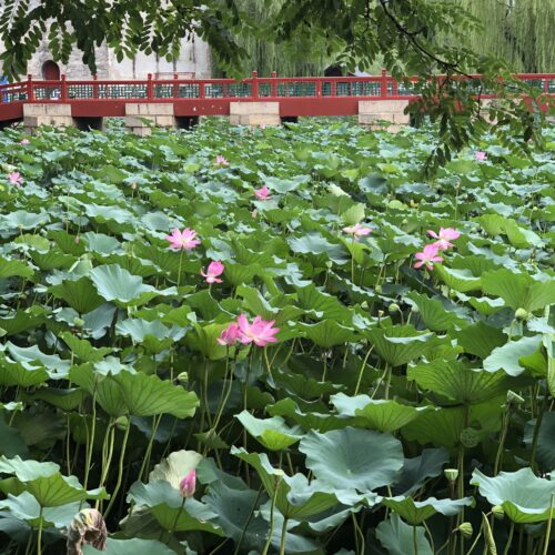 Beijing, China Vegan Travel Guide | I Can You Can Vegan